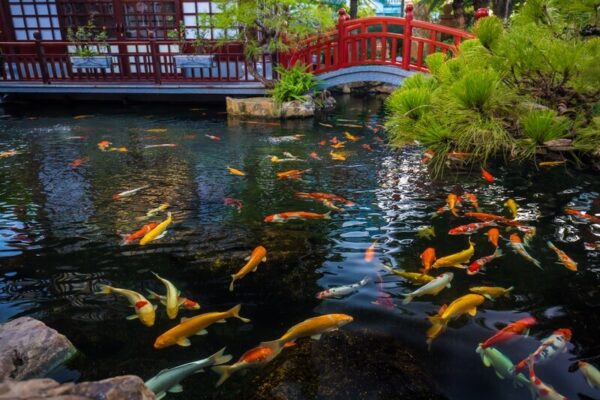 11 Best Pond Fish That You Need To See (Wide Variety)
