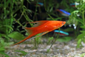 Swordtail Fish Care Tips Every Beginner Should Know