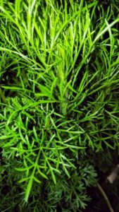 Water Sprite Plant: Care, Floating, Trimming & Planting