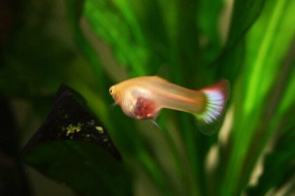 Pregnant Guppy Fish: How To Tell & What To Do...