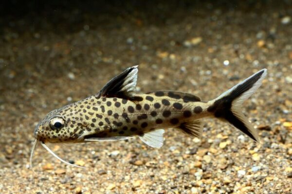 Synodontis Catfish 101: Care, Size, Tank Mates & Food