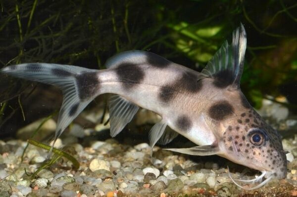 Synodontis Catfish 101: Care, Size, Tank Mates & Food