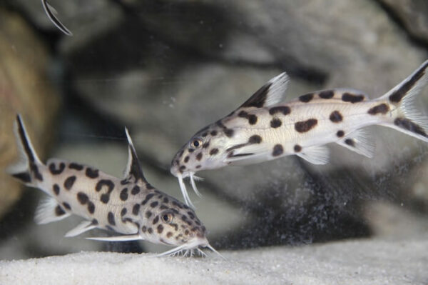 Synodontis Catfish 101: Care, Size, Tank Mates & Food