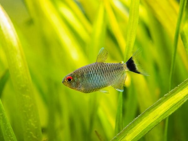Red Eye Tetra Care: Lifespan, Size, Tank Mates & More!