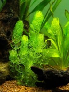 Hornwort Plants: How To Care For Them In Your Aquarium
