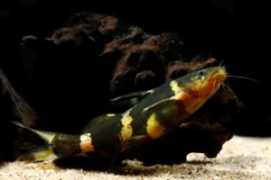Bumblebee Catfish Care: Tank Mates, Size, And More!