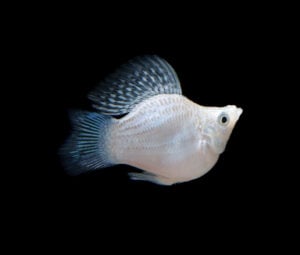 Molly Fish 101: Care, Types, Food, Lifespan & More!