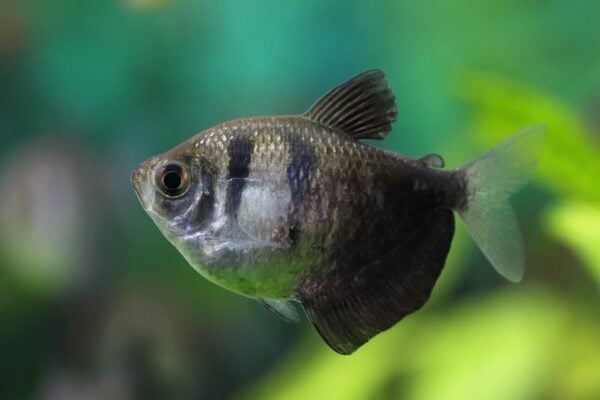 31 Amazing Types Of Tetra Species (The Complete List)