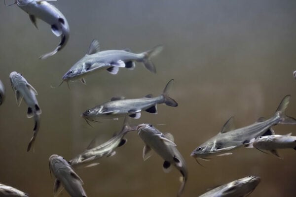 Columbian Shark Care: Everything You Need To Know