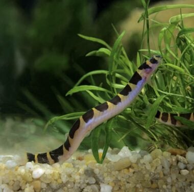 Kuhli Loach Care: The Secretive Eel-Like Fish You’ll Love