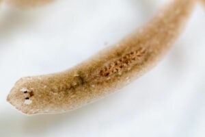 Planarian Worms In Your Aquarium: How To Get Rid Of Them