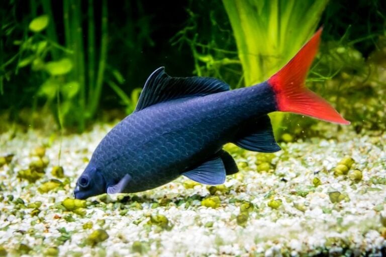 Rainbow Shark 101: Care Guide, Tank Size, Food & Tank Mates
