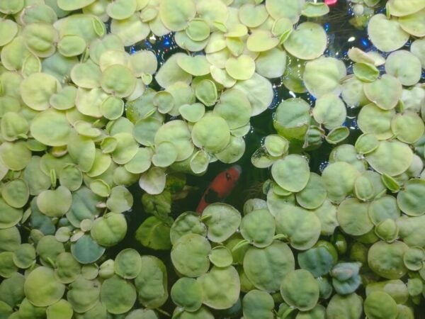 13 Best Floating Aquarium Plants (No Hassle)