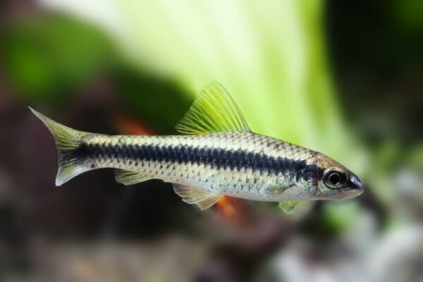 Siamese Algae Eaters: The Only Care Guide You Need