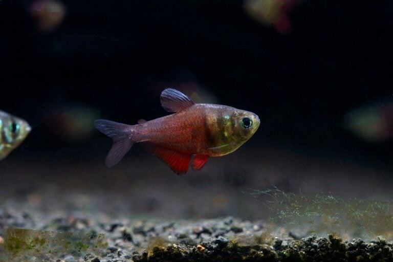 Flame Tetra Care: Size, Tank Mates, Diet, Water & More
