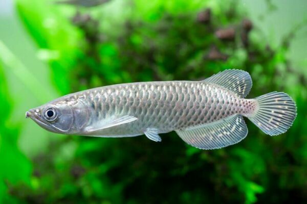 Jardini Arowana Care: Tank Size, Diet, Lifespan & More