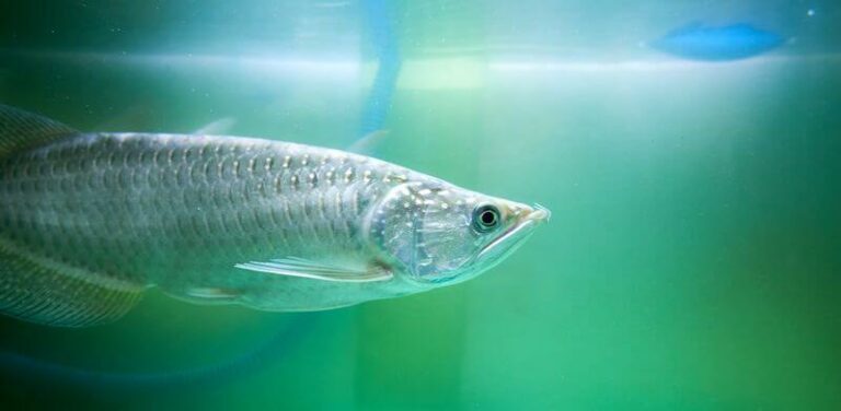 Jardini Arowana Care: Tank Size, Diet, Lifespan & More