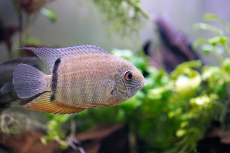 Severum Cichlid: Care, Tank Mates, Size, Diet & Setup