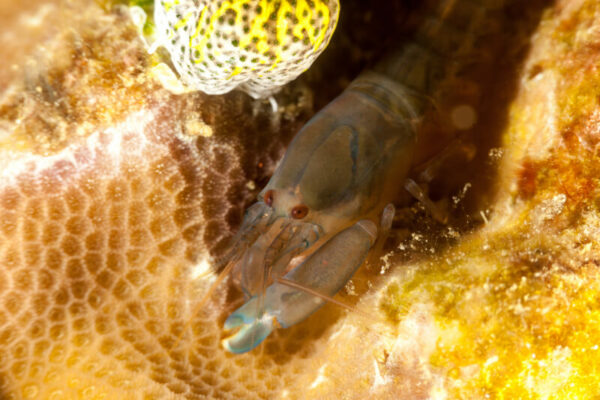 Pistol Shrimp Care Guide: Diet, Size, Punch and Power