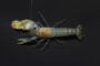 Pistol Shrimp Care Guide: Diet, Size, Punch and Power