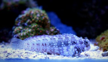 Foxface Rabbitfish Care: Diet, Lifespan, Mates and Venom