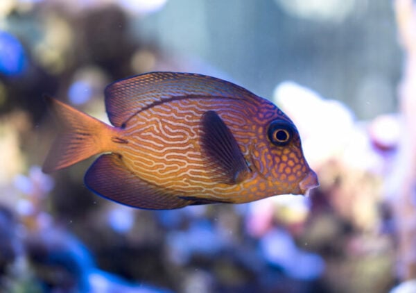 Chevron Tang Care Guide: Lifespan, Diet, Mates and Tanks