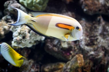 Orange Shoulder Tang 101: Diet, Mates, Tank and Breeding