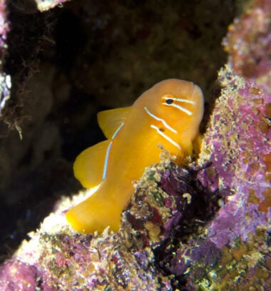 Clown Goby 101: Types, Diet, Mates, Tank Size and Setup