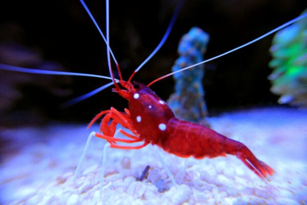 Fire Shrimp Care: Size, Reef Safety, Diseases and Mates