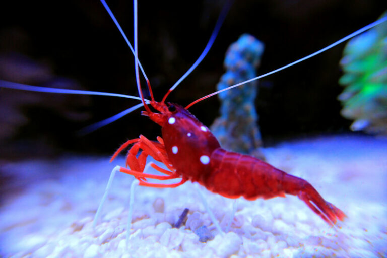 Fire Shrimp Care: Size, Reef Safety, Diseases and Mates