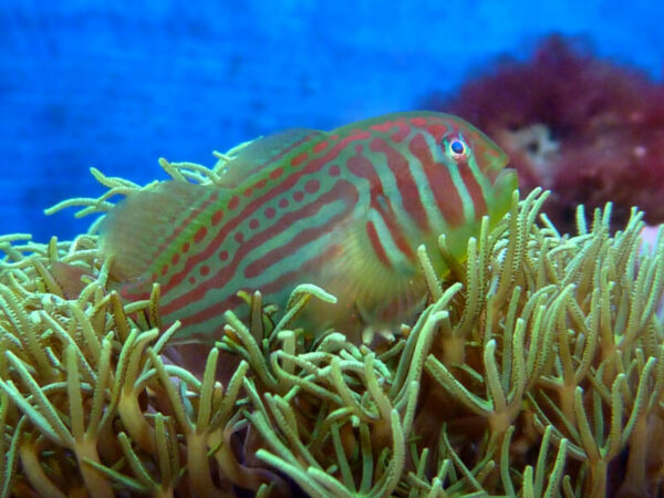 Clown Goby 101: Types, Diet, Mates, Tank Size and Setup