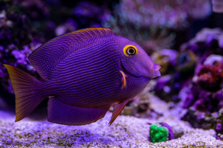 Our 10 Favorite and Most Popular Surgeonfish or Tangs