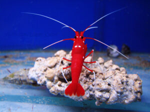 Fire Shrimp Care: Size, Reef Safety, Diseases and Mates