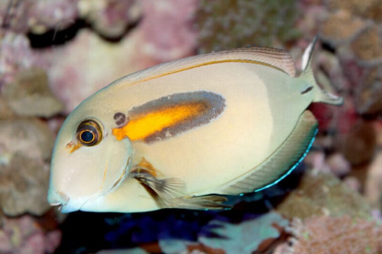 Orange Shoulder Tang 101: Diet, Mates, Tank and Breeding
