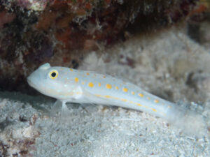 Diamond Goby Care Guide, Tankmates, Diet and Diseases