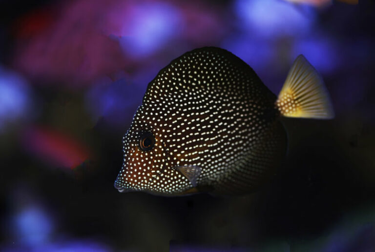 Gem Tang Care: Nutrition, Diseases, Tank Size and Mates