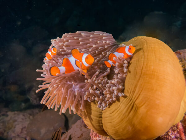 Ocellaris Clownfish Care Guide: Diet, Size and Lifespan