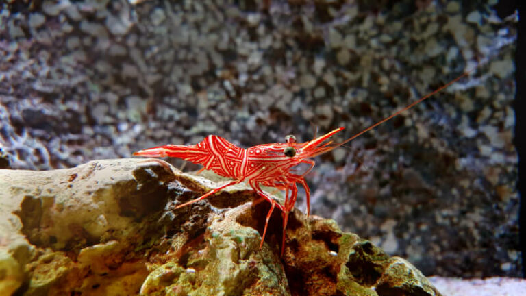 Peppermint Shrimp 101: Diet Mates Breeding and Tank Setup