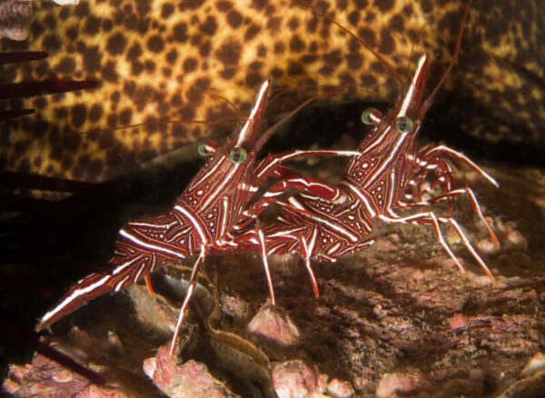 Peppermint Shrimp 101: Diet Mates Breeding and Tank Setup