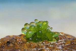 Bubble Algae Eating Fish, Cutting It Open and Removal