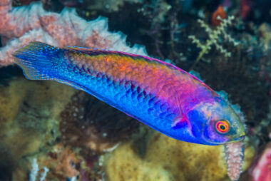 Fairy Wrasse 101: Diet, Mates, Diseases and Breeding