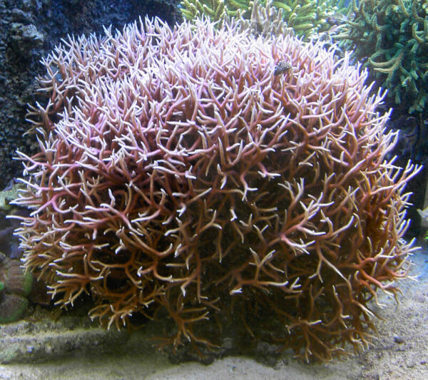 Bird's Nest Coral 101: Fragging, Placement, Size and Mates