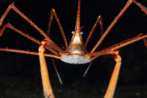 Arrow Crab 101: Diet, Mates, Size, Breeding and Behavior