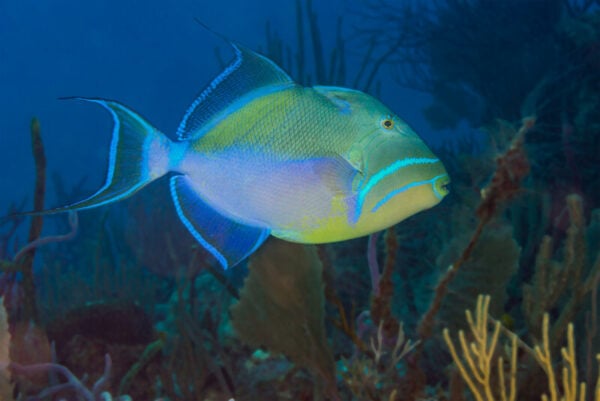 Queen Triggerfish Care: Diet, Size, Reproduction and Teeth