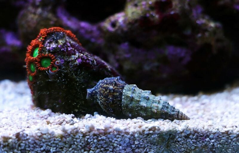 Cerith Snails Care: Eggs, Size, Diet, Mates and Predators