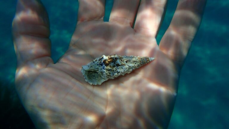 Cerith Snails Care: Eggs, Size, Diet, Mates and Predators