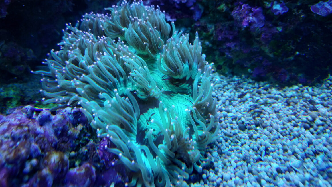 Elegance Coral Care: Frag, Diet, Tank Flow and Light