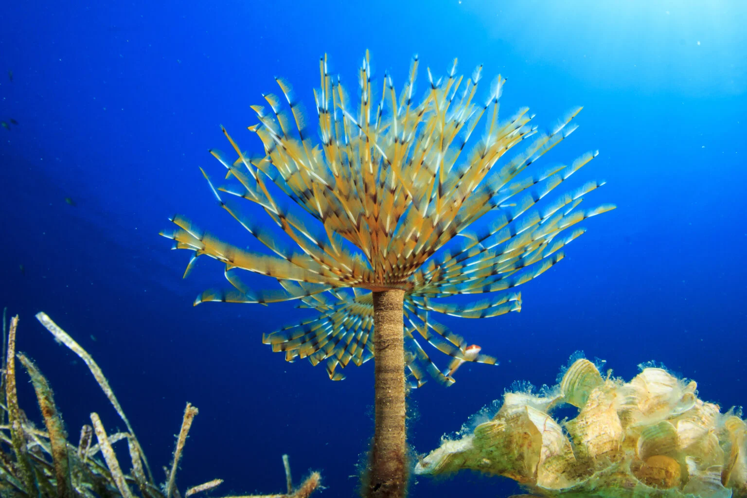 Feather Duster Worm Care: Mates, Diseases, Size and Diet