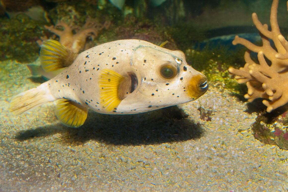 Dog-Faced Puffer 101: Care, Diet, Mates, Teeth and Tank Size