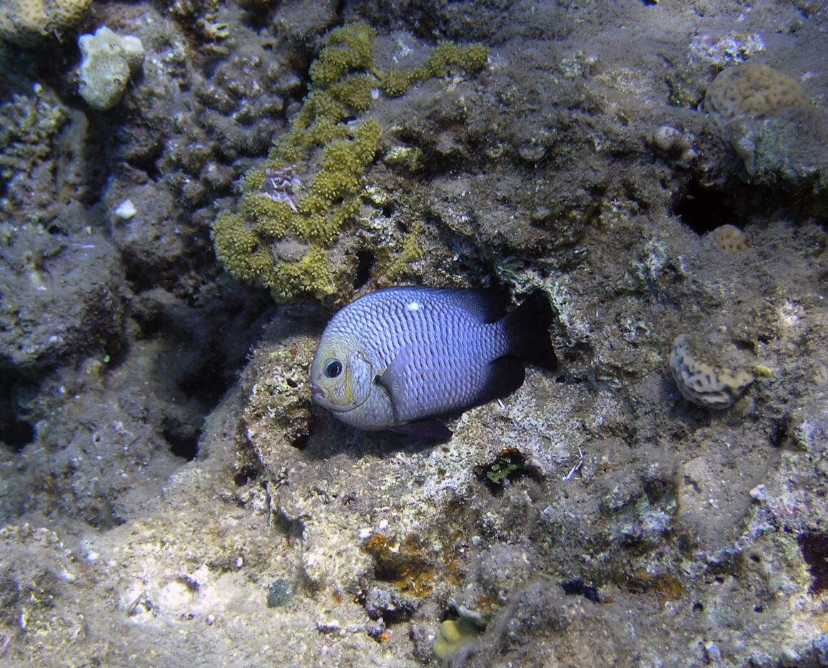 Domino Damsel Care: Diet, Mates, Diseases, Tank and Breeding